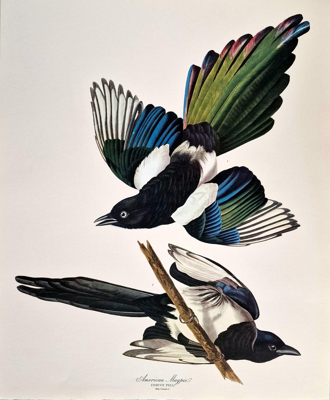 1975 Audubon American Magpie Print, Limited Edition Large Bird Wall Art ...