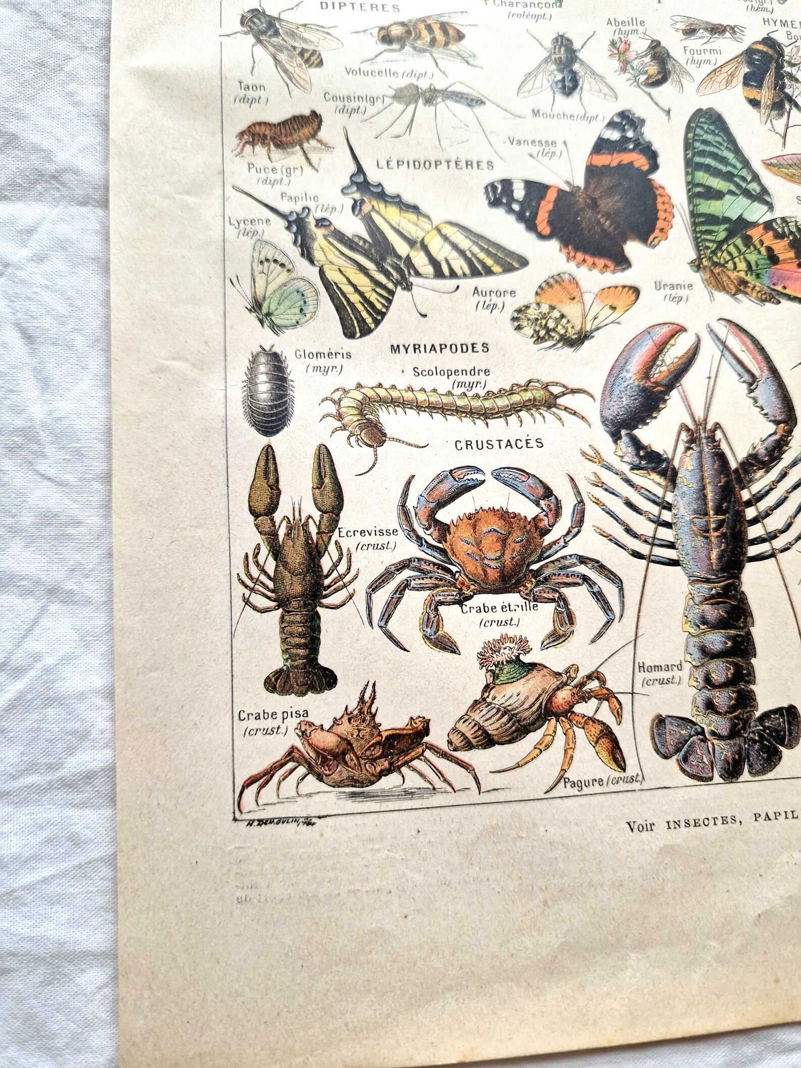 Vintage Arthropods Print 1922 – French Color Insect & Crustacean ...