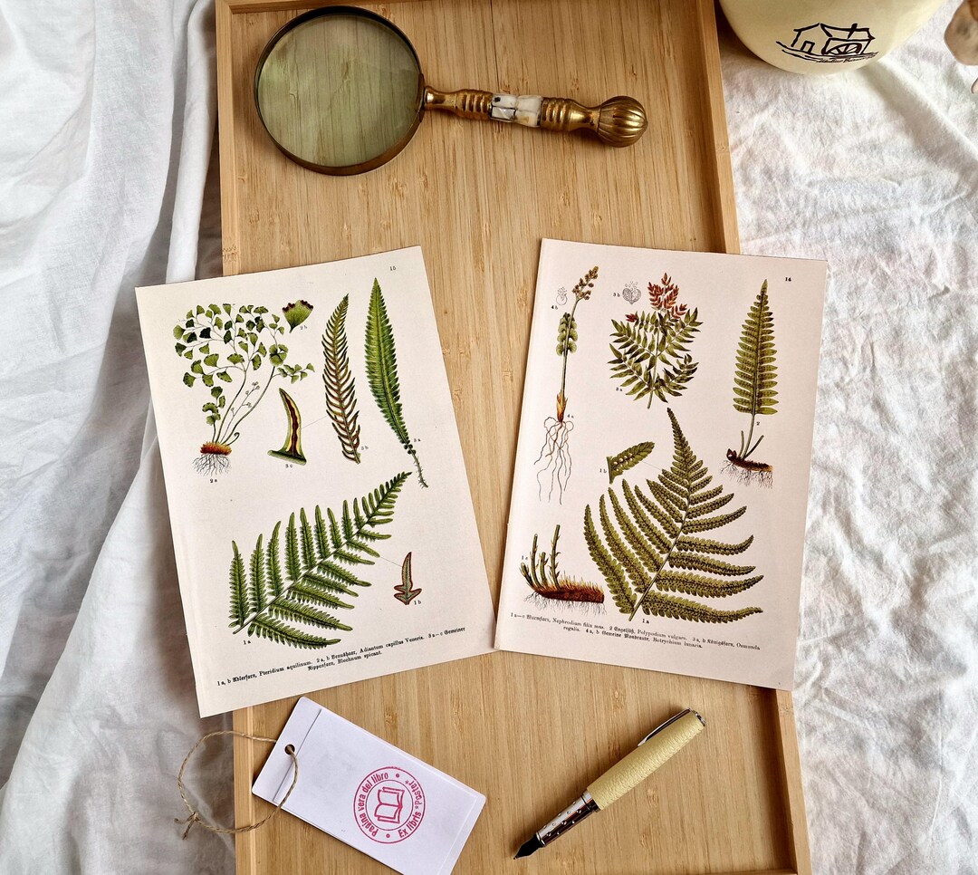 Set of 2 Antique Fern Botanical Prints – 1912 Vintage Fern Illustration ...
