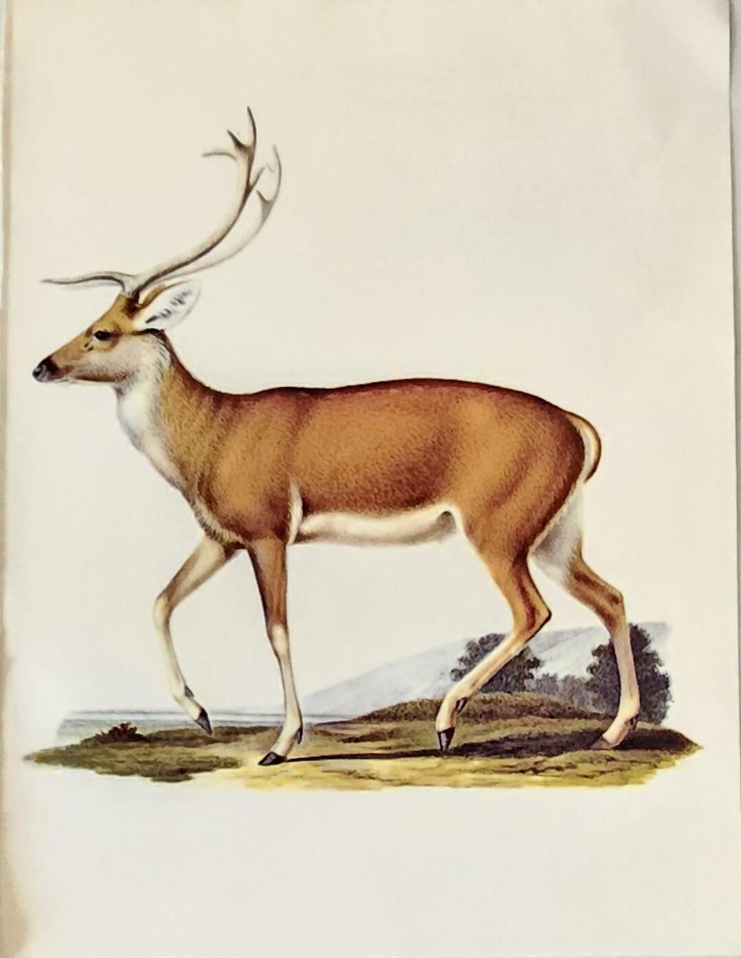 Deer Print – Vintage 1970s Larousse Animal Lithograph, Original Atlas ...