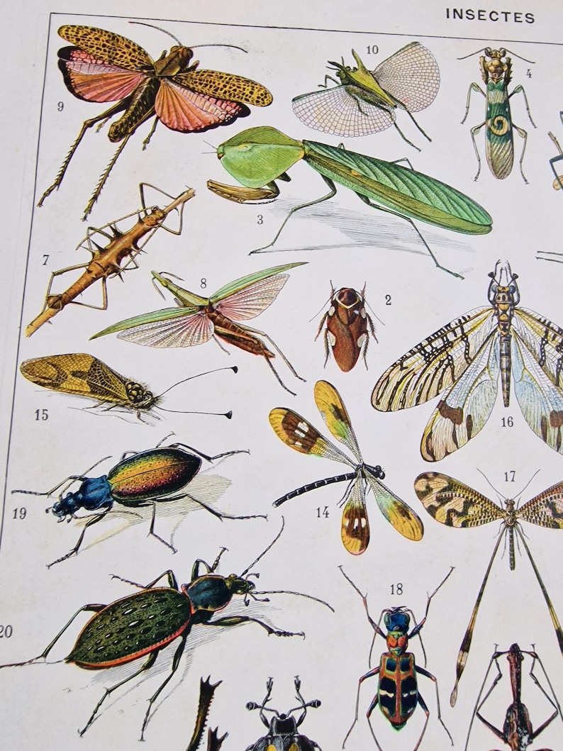 1920s Insects Print, Adolphe Millot Entomology Lithograph, Antique ...