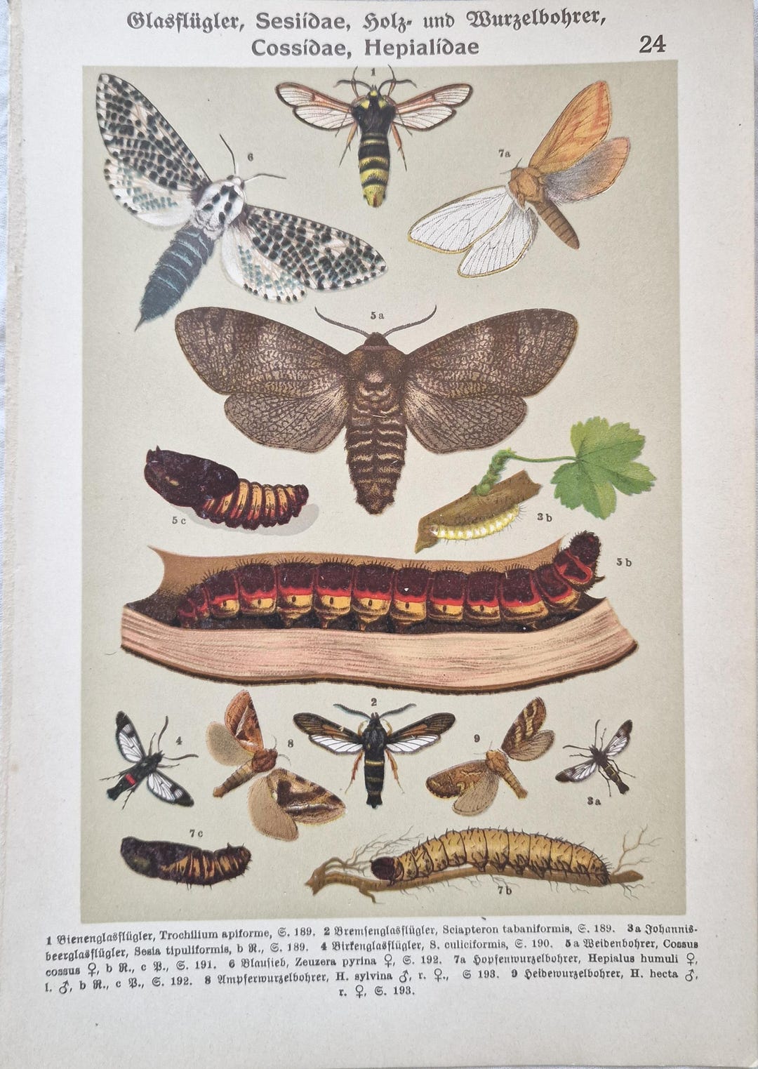 Antique Moth Print 1911 – Cossidae & Hepialidae Moths and Caterpillars ...