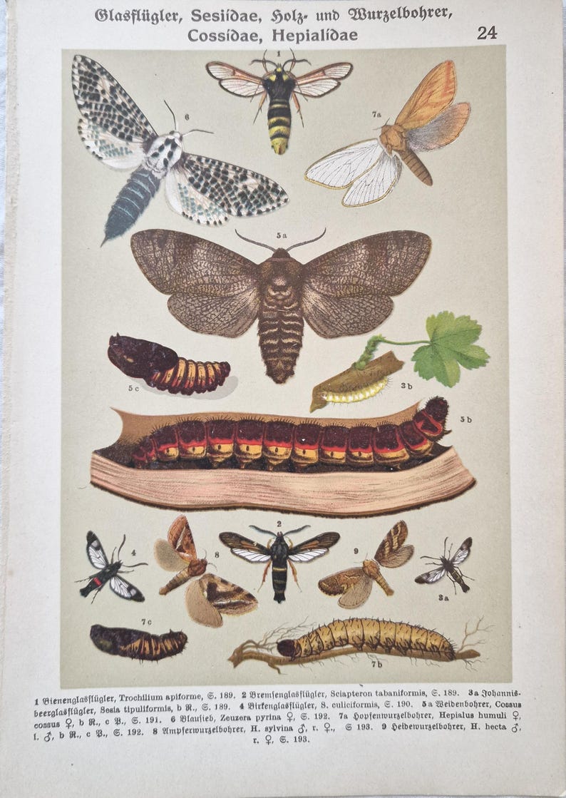Antique Moth Print 1911 – Cossidae & Hepialidae Moths and Caterpillars ...