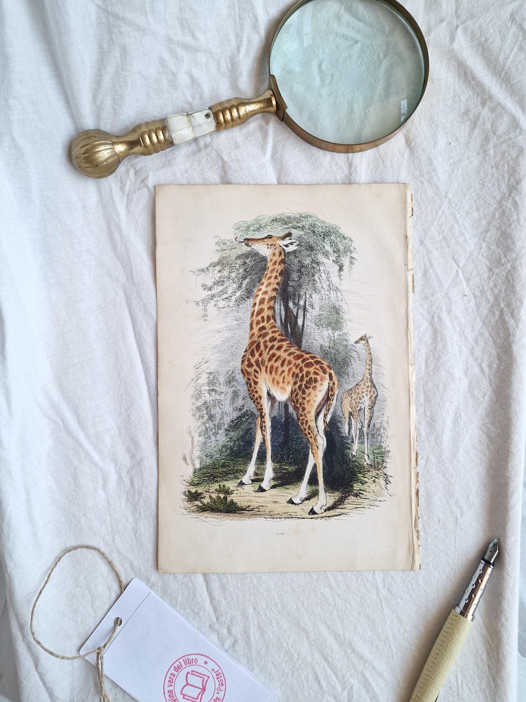 Antique Giraffe Engraving – 1854 Cuvier Animal Kingdom Wall Art, Rare ...