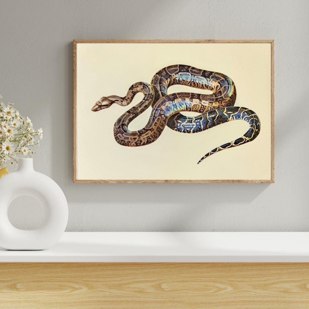 Boa Constrictor – Vintage 1970s Larousse Snake Print, Original Reptiles ...