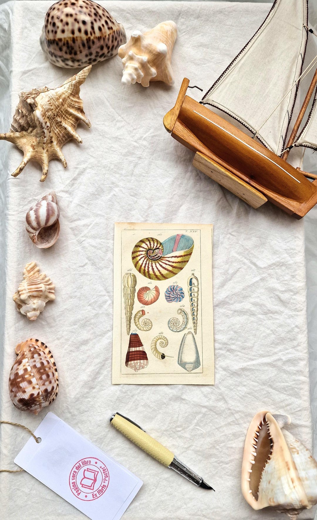 Antique Nautilus Shell Engraving, 1800s Hand-colored Marine Print ...