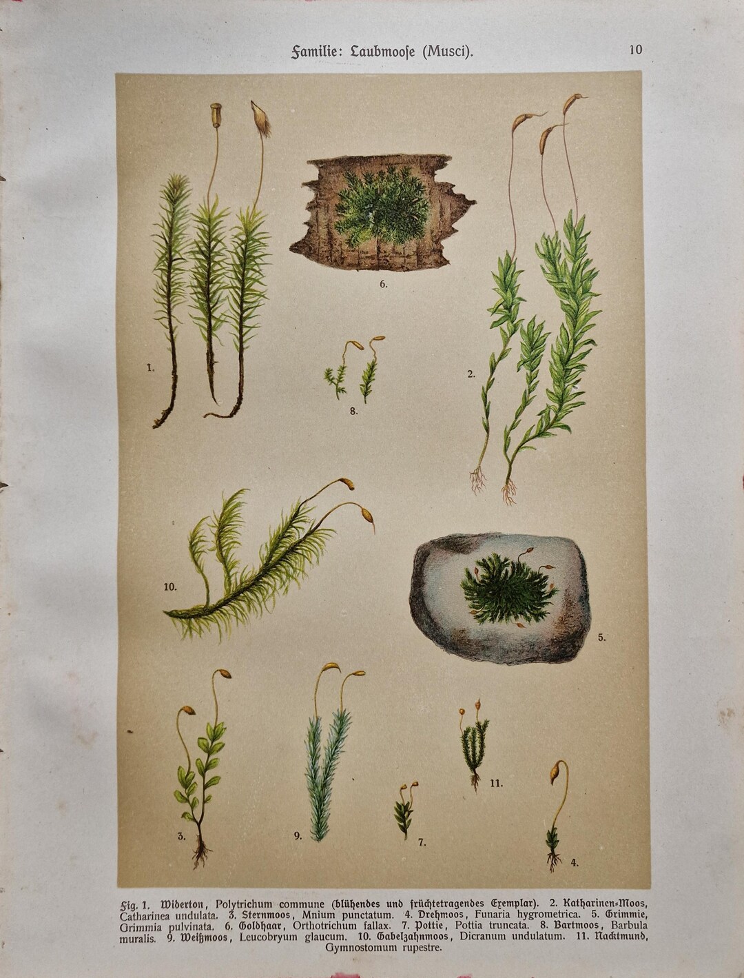 Original 1911 Moss Print – Antique German Botanical Lithograph, Forest ...