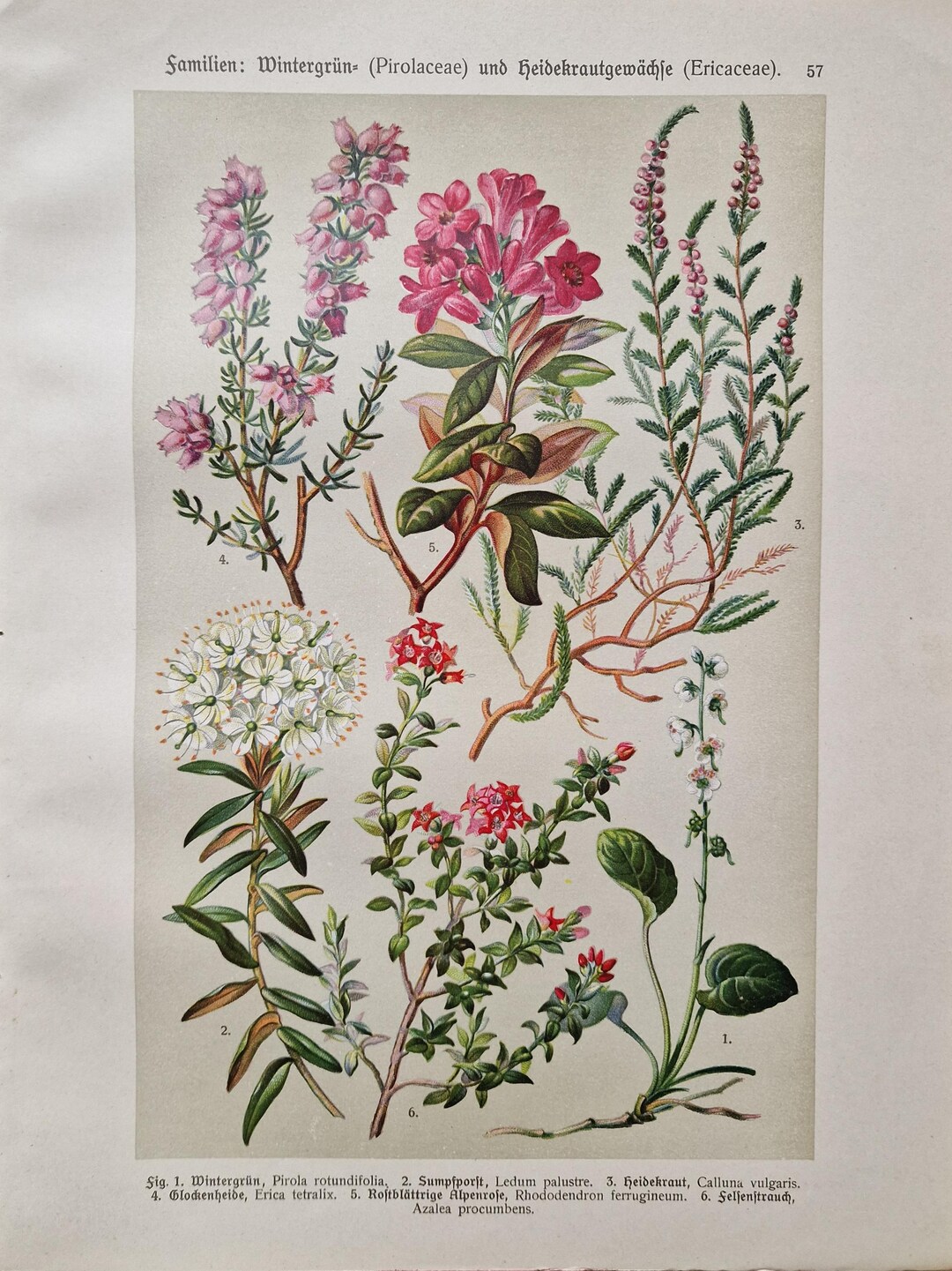 Antique Heather Botanical Print – 1911 German Lithograph, Alpine Erica ...