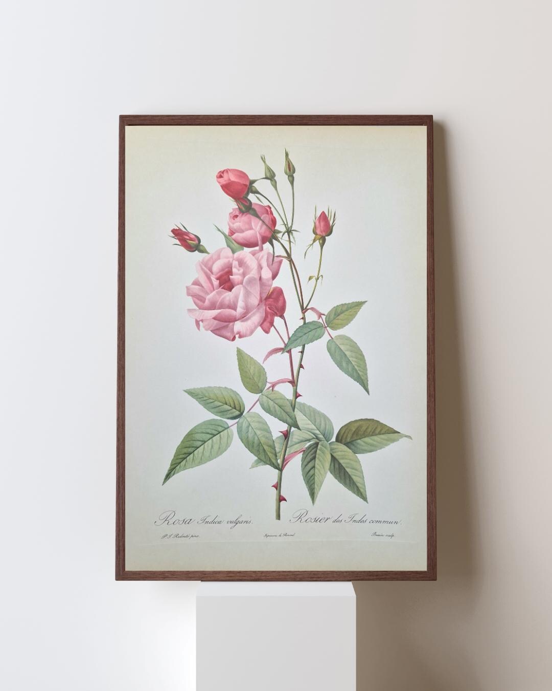 Pierre-joseph Redouté Rose – Rosa Indica Vulgaris, Antique Botanical ...