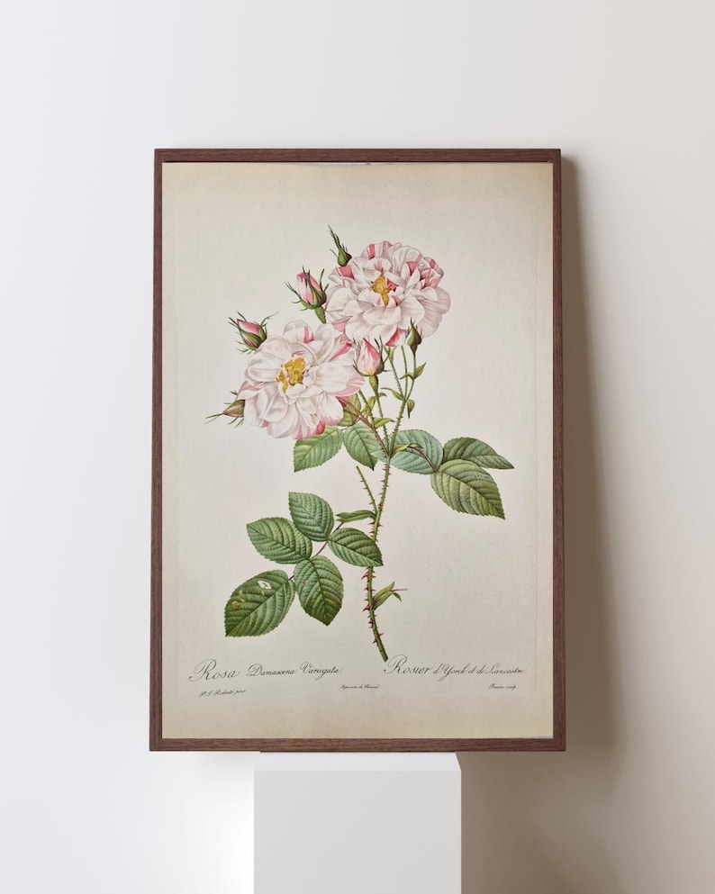 Pierre-joseph Redouté Rose – Rosa Damascena Variegata, Antique ...