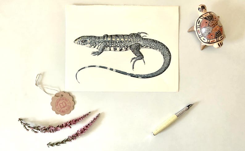 Vintage Tegu Lizard Print 1970s – French Reptile Lithograph, Tupinambis ...