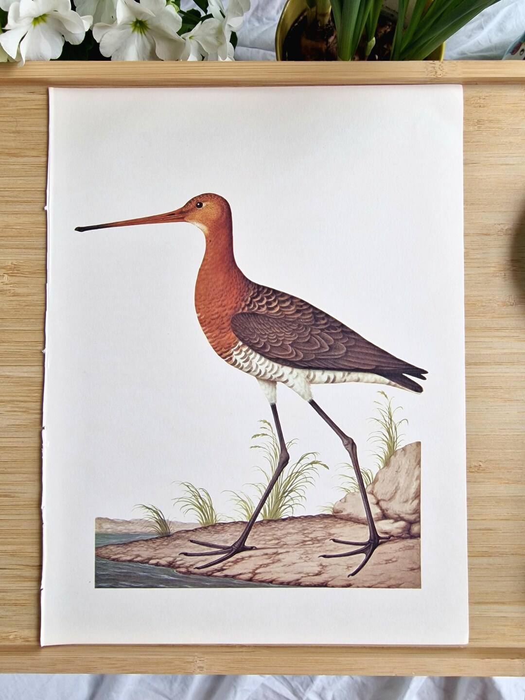 1970s Black-tailed Godwit Print, Limosa Limosa Vintage Bird ...