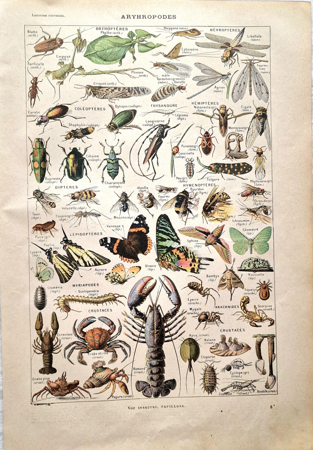 Vintage Arthropods Print 1922 – French Color Insect & Crustacean ...