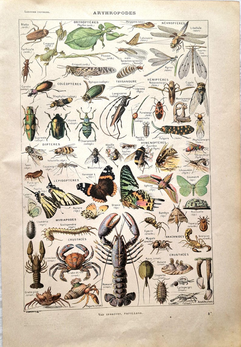 Vintage Arthropods Print 1922 – French Color Insect & Crustacean ...