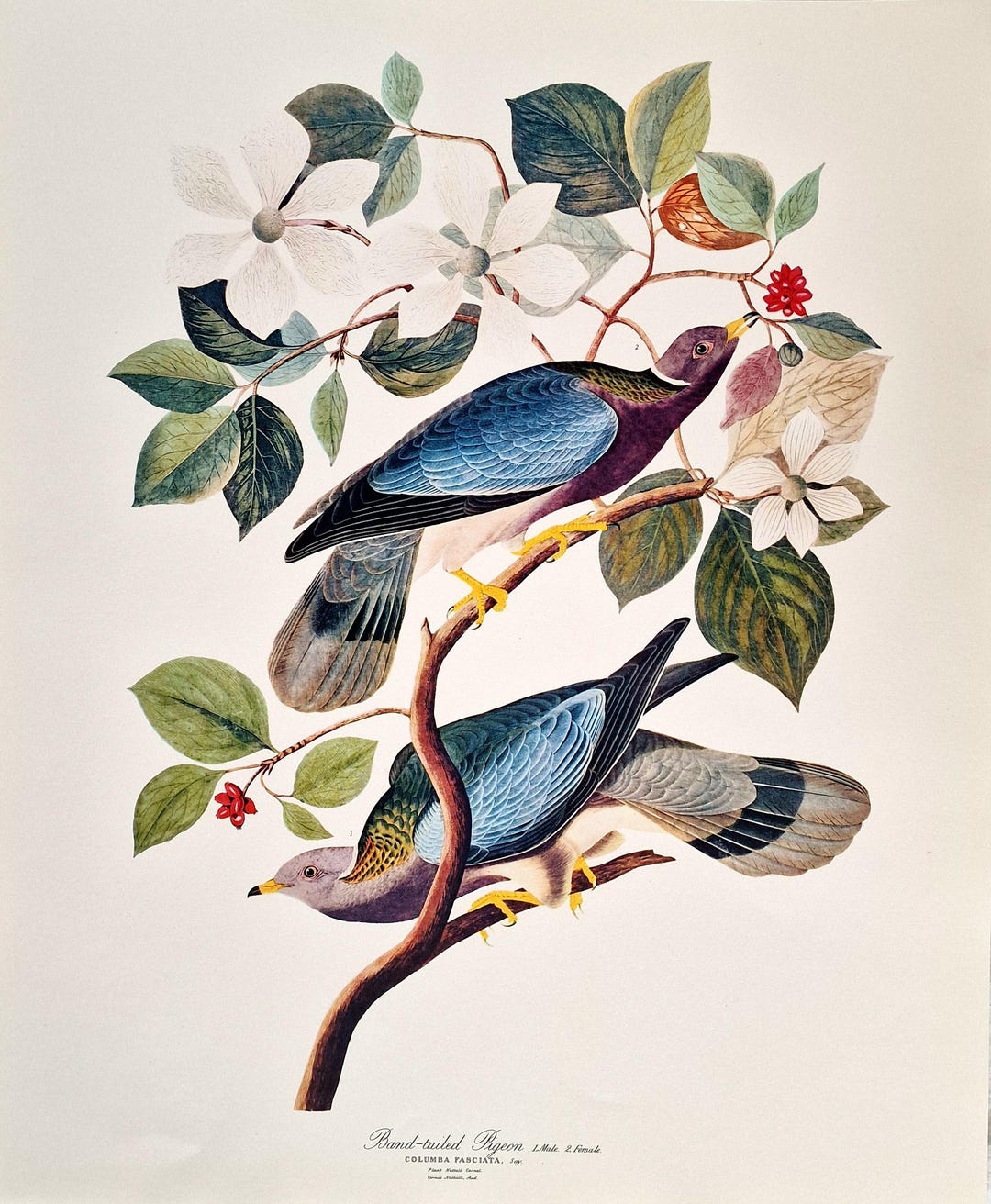 1975 Audubon Band-tailed Pigeon Print, Rare Edition Large Bird Wall Art ...