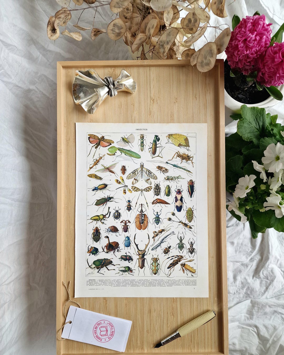 1920s Insects Print, Adolphe Millot Entomology Lithograph, Antique ...