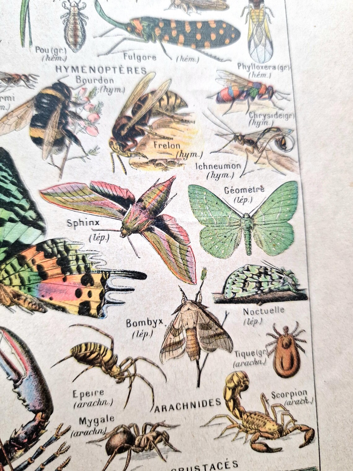 Vintage Arthropods Print 1922 – French Color Insect & Crustacean ...