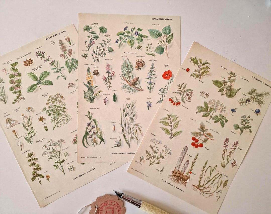 Set of 3 1950s Antique Medicinal Plants Print – Original Botanical ...