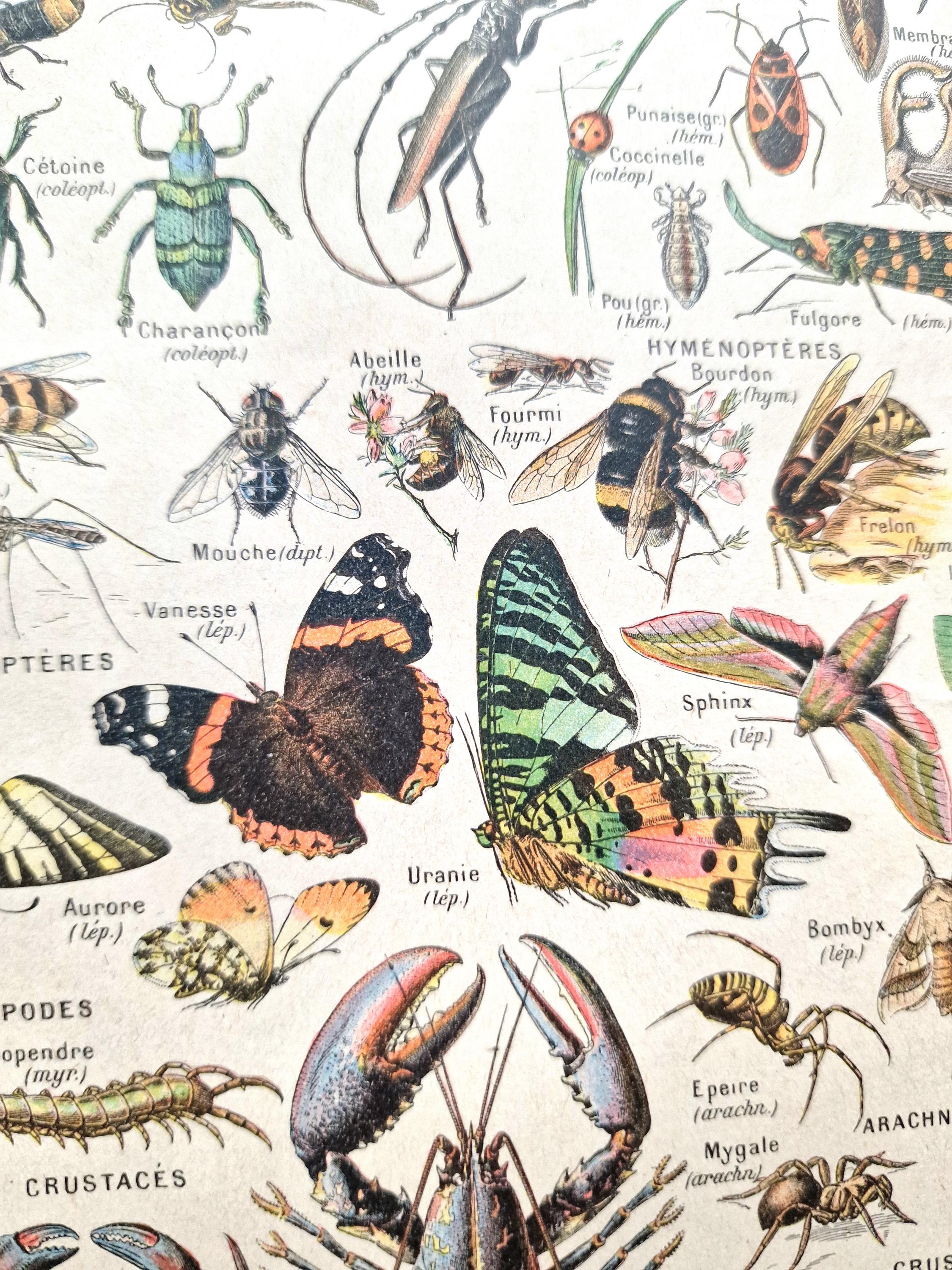 Vintage Arthropods Print 1922 – French Color Insect & Crustacean ...