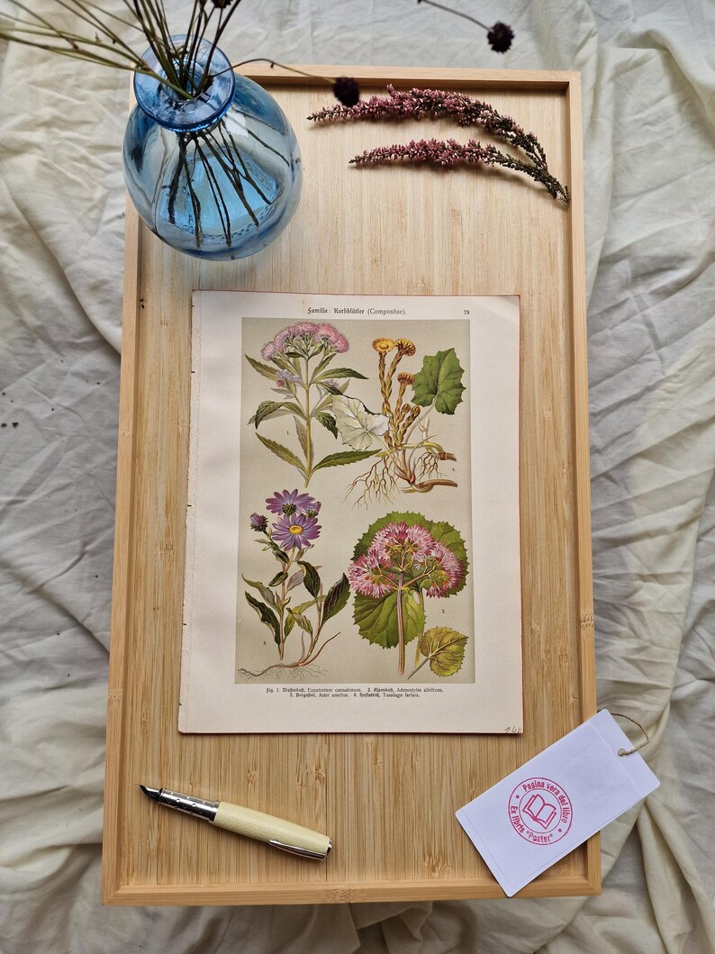 Antique Aster & Coltsfoot Botanical Print 1911 – German Lithograph ...
