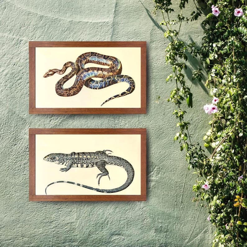 Vintage Tegu Lizard Print 1970s – French Reptile Lithograph, Tupinambis ...