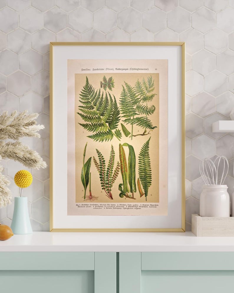 1911 Antique Fern Print – Original German Botanical Plate, Vintage ...
