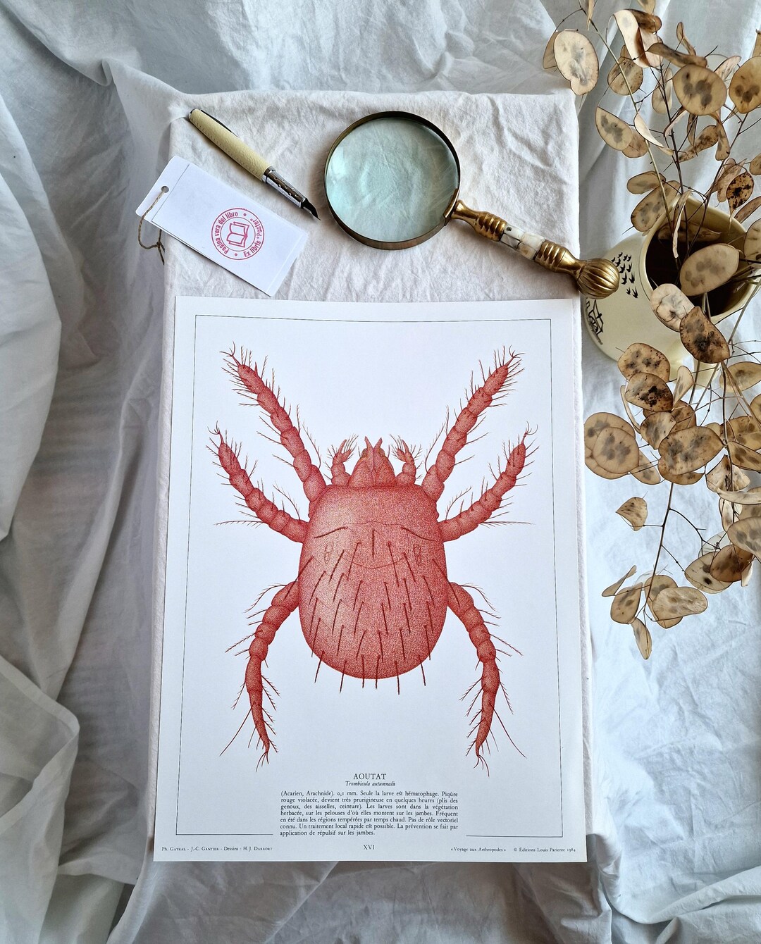 Oversized Aoutat Mite Vintage Medical Illustration – Large Trombicula ...
