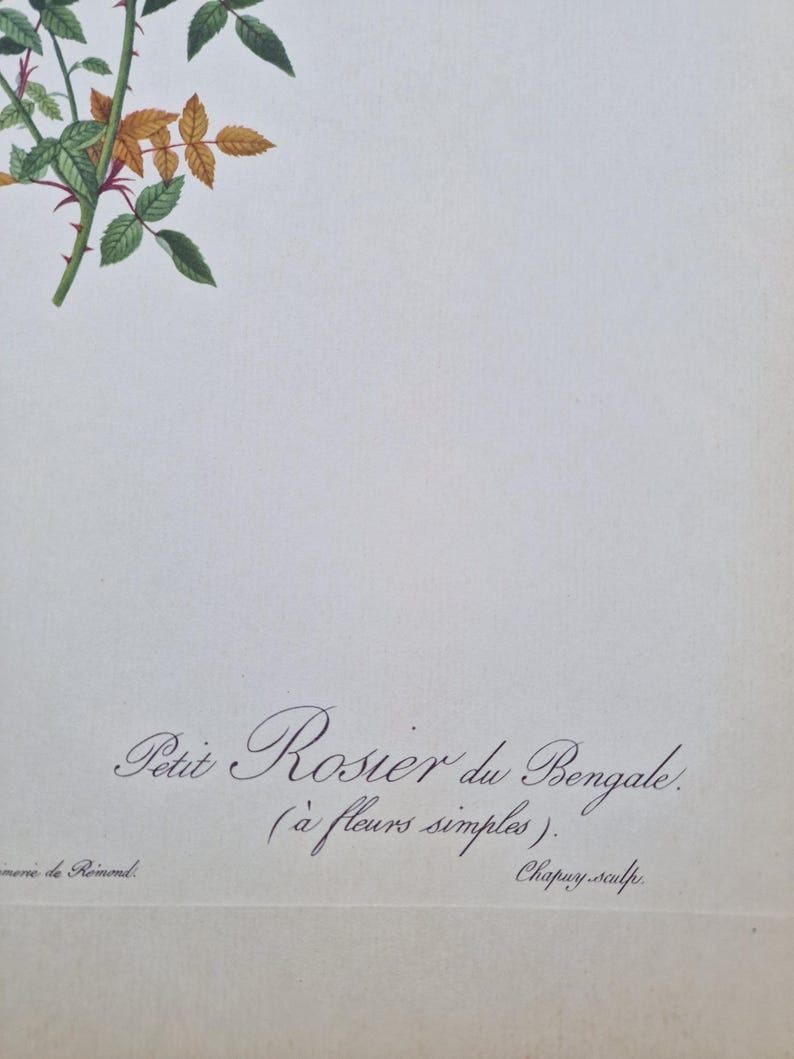 Pierre-joseph Redouté Rose – Rosa Indica Pumila, Antique Botanical ...