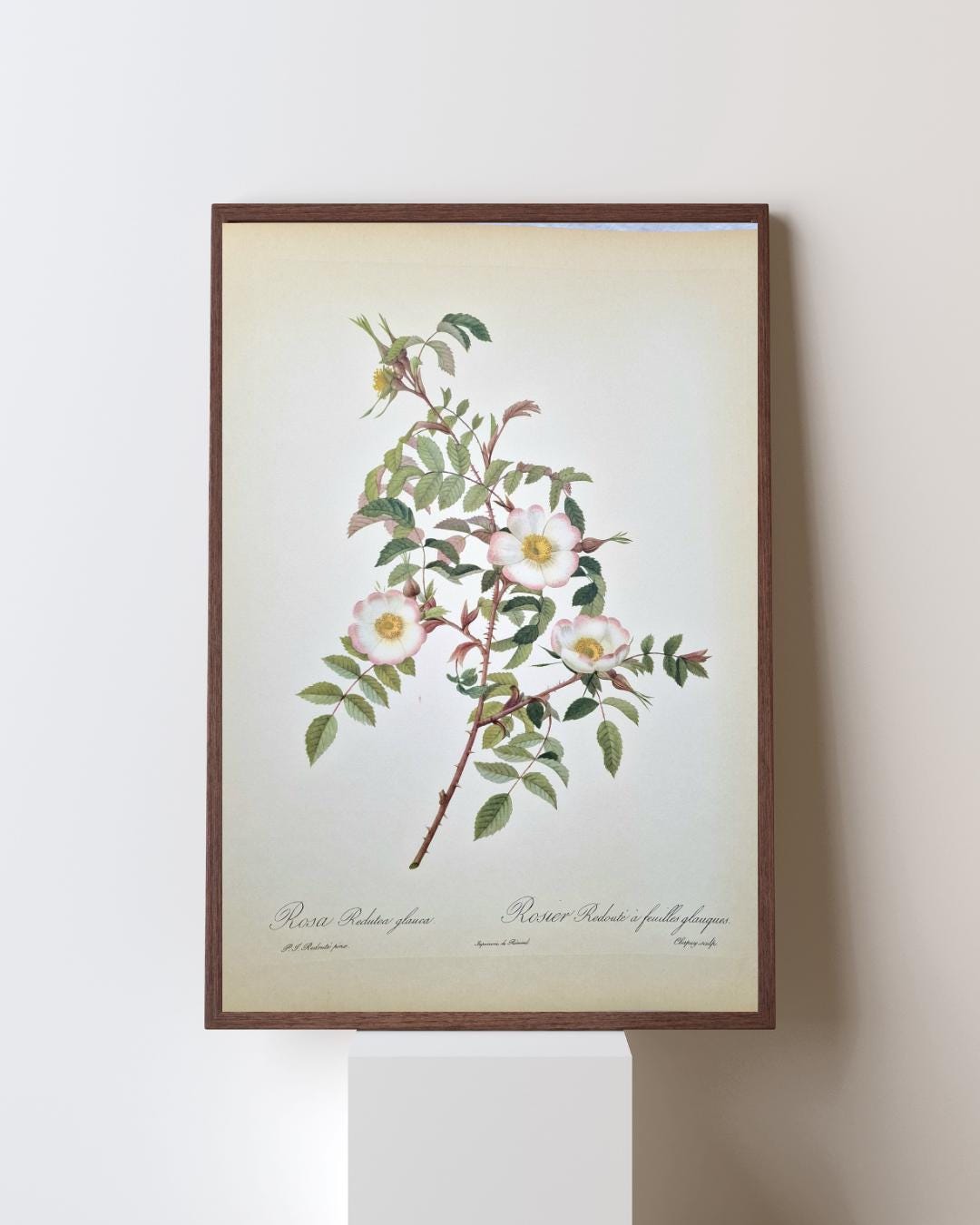 Pierre-joseph Redouté Rose – Rosa Redutea Glauca, Antique Botanical ...