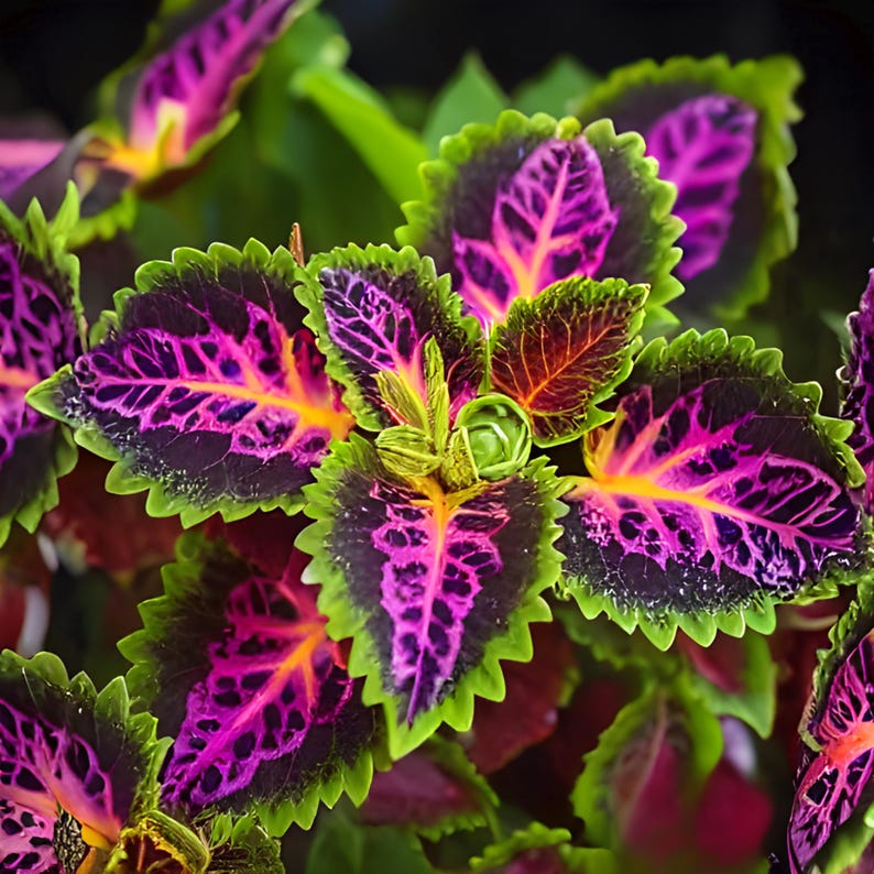 25 Rekwiat Rainbow Coleus Seeds for Garden Planting - Etsy