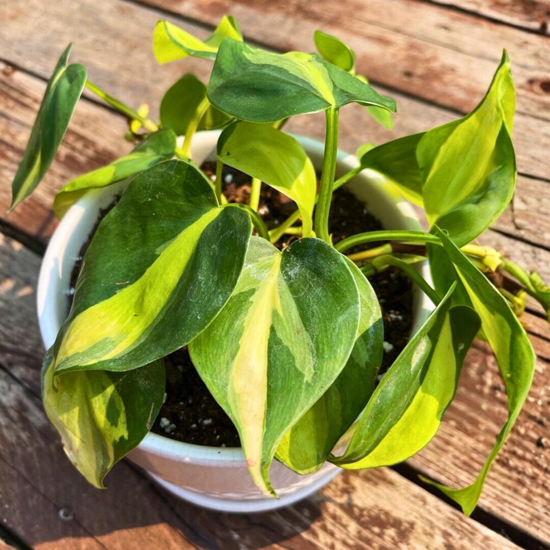 Brazil Philodendron Live Plant in 4" Pot – Rare Philodendron Brasil ...