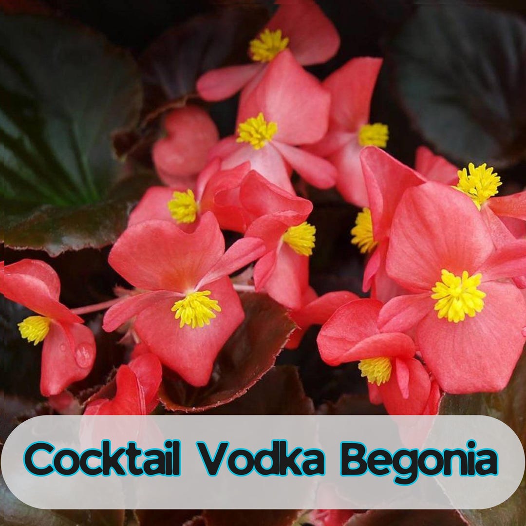 Begonia Cocktail Vodka