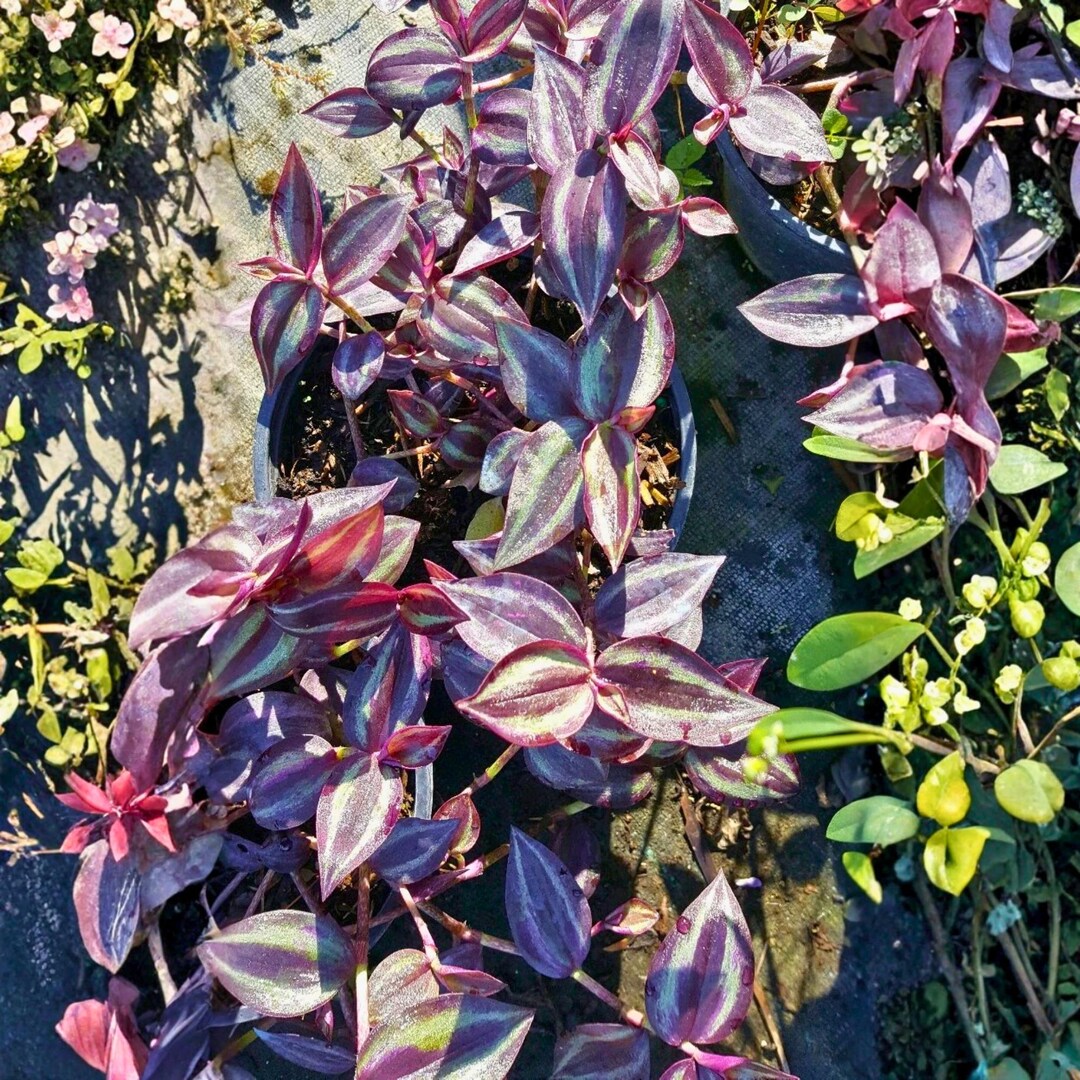 Tradescantia Zebrina Cuttings | 5 Wandering Jew Cuttings | Easy Rooting ...