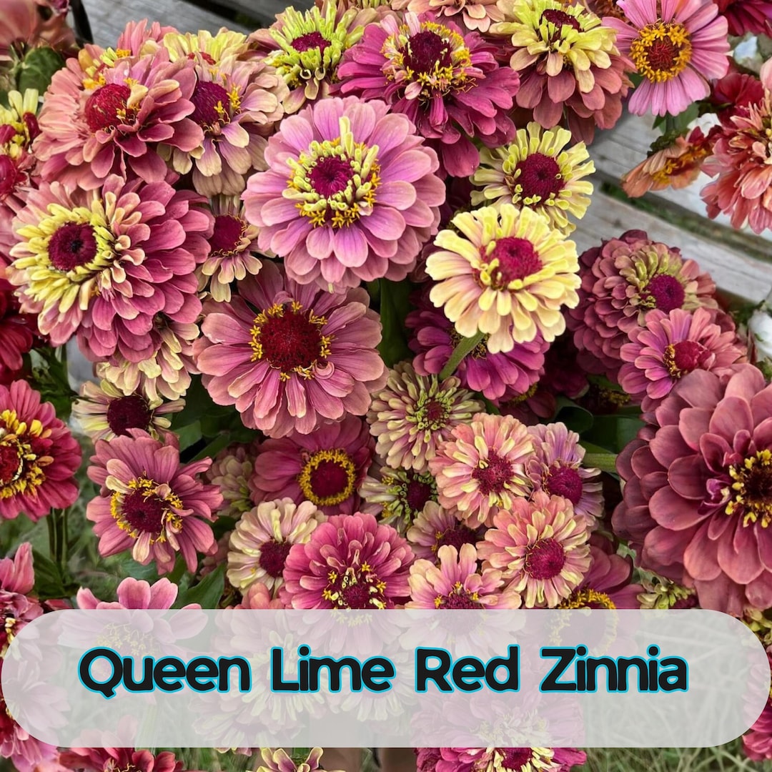 100 Queen Lime Red Zinnia Seeds for Garden Planting - Etsy