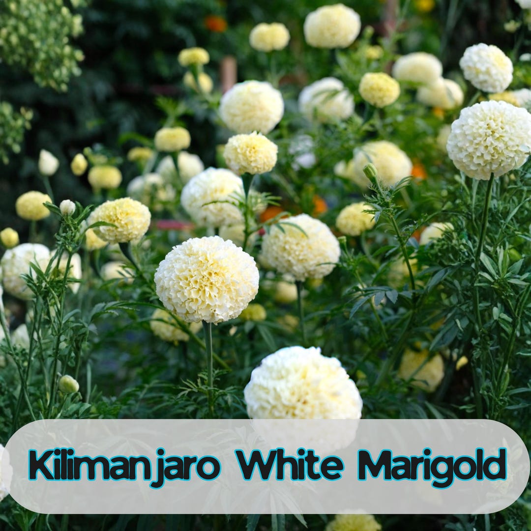 25 Kilimanjaro White Marigold Seeds for Garden Planting - Etsy