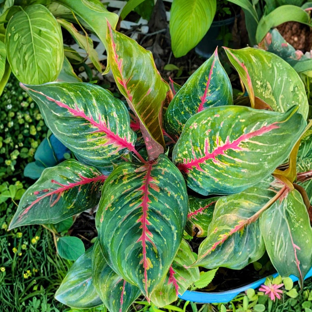 Aglaonema Red Borju Live Plant – 12” Tall Chinese Evergreen in 4 ...