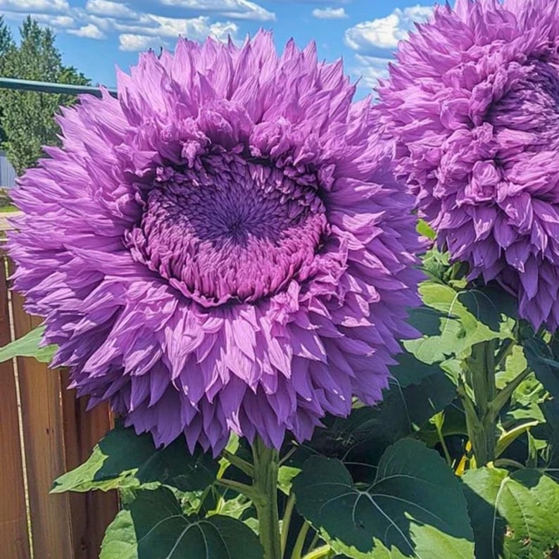 50 Purple Giant Teddy Bear Sunflower Seeds | Fluffy Double Bloom ...