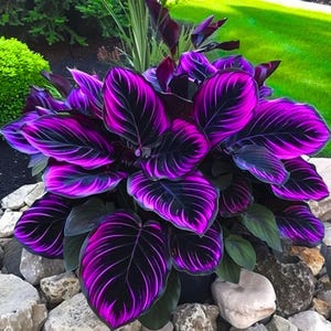 Purple Tip Calathea 25 Seeds: Rare Tropical Houseplant, Decorative ...