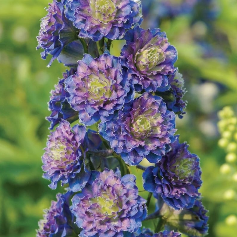 200 Highlander Bolero Delphinium Seeds for Garden - Etsy