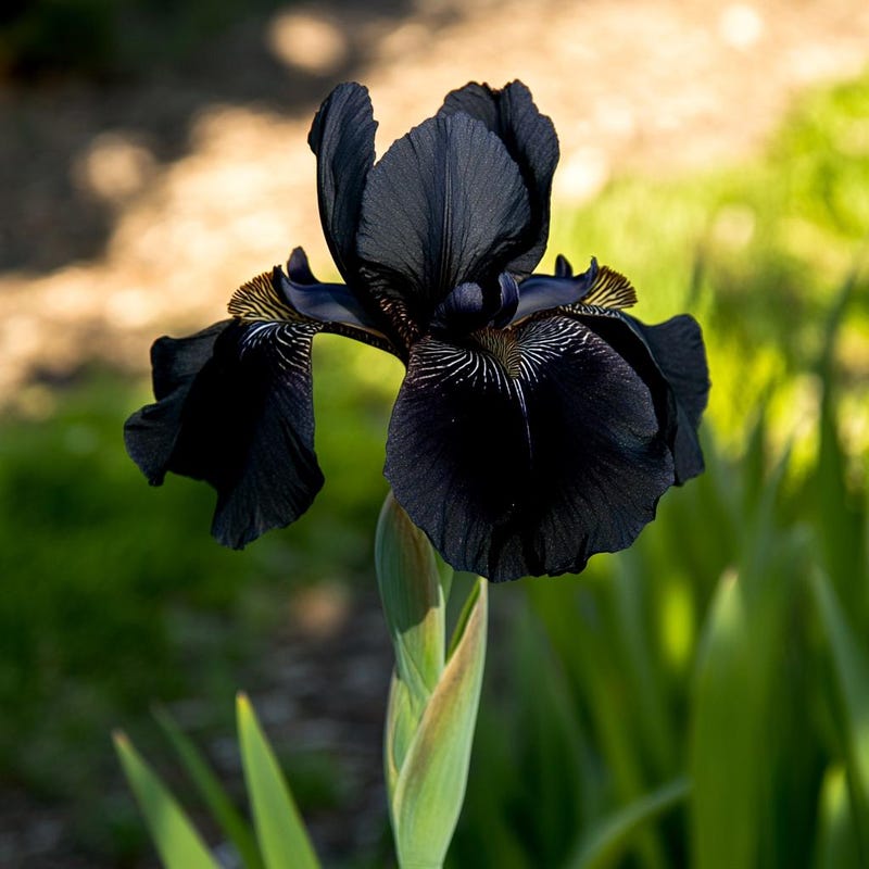 Black Iris - Etsy