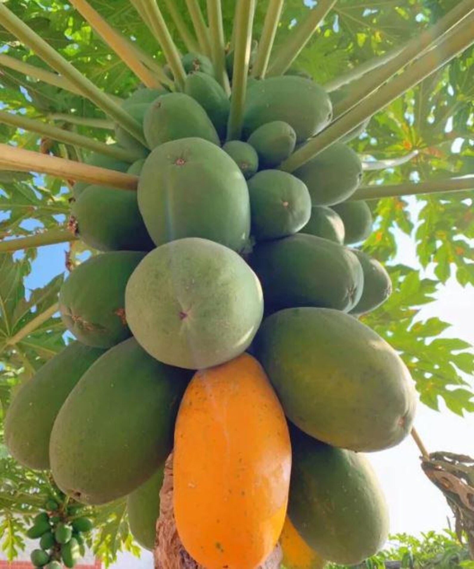 50+ Red Heart Creamy Papaya Seeds - the Best of Papayas for Your Home ...