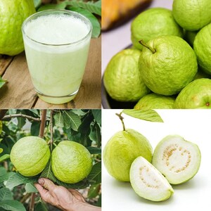 25+ Yellow Lemon Guava Guava Seeds for Planting Psidium Guajava Feijoa ...