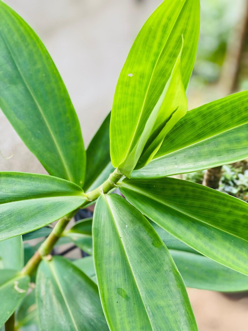 250 G Thebu Leaves Insulina Plant Leaves Powder ( Costus Igneus ) Dried ...