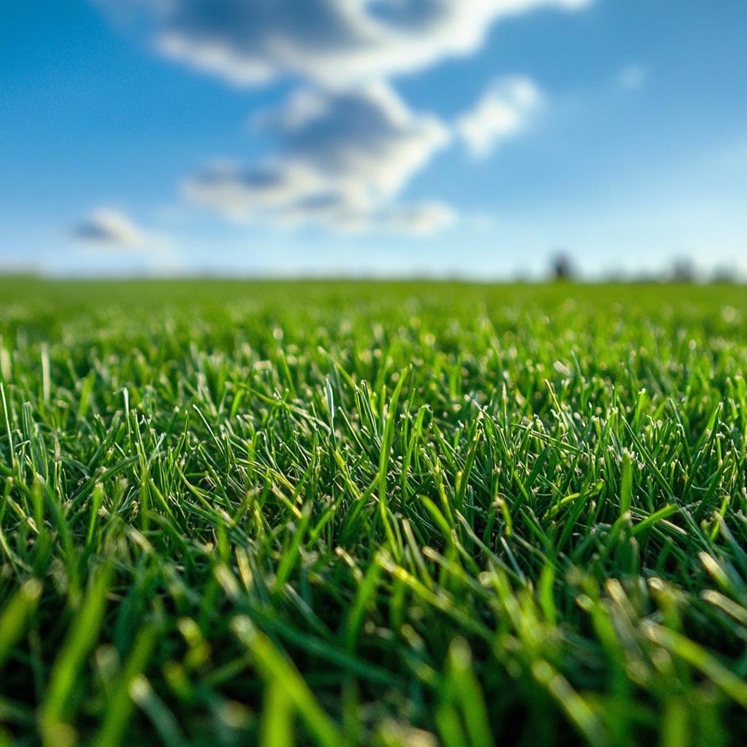 1pound Ultra-short Lawn Grass Seeds – Dense, Fine-bladed & Low-growth ...