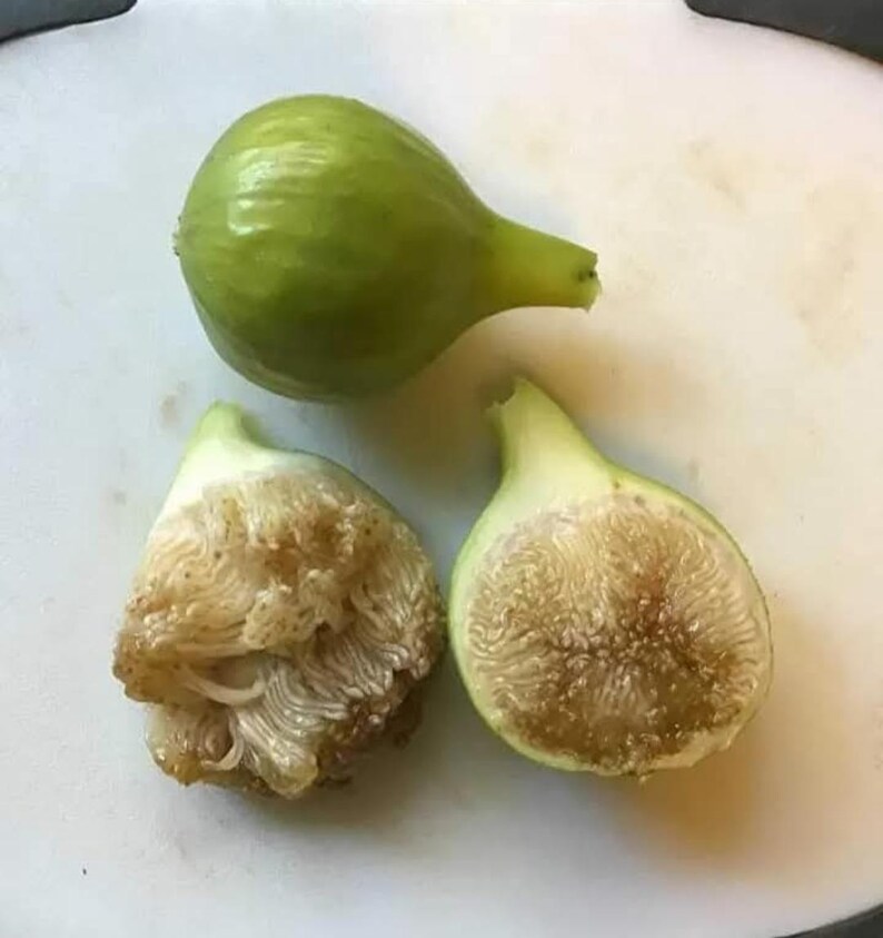 Locke's 1945 HBYLN Fig Fruit Tree Fresh Cuttings Ficus Carica - Common ...