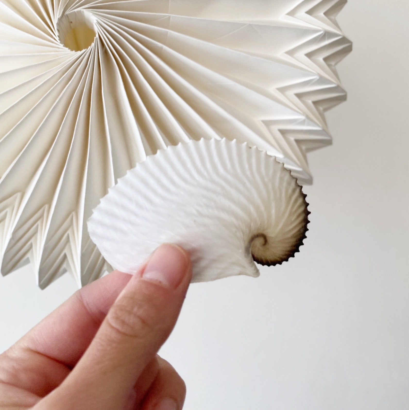 Paper Nautilus Lampshade Paper Hanging Lamp Statement Light - Etsy