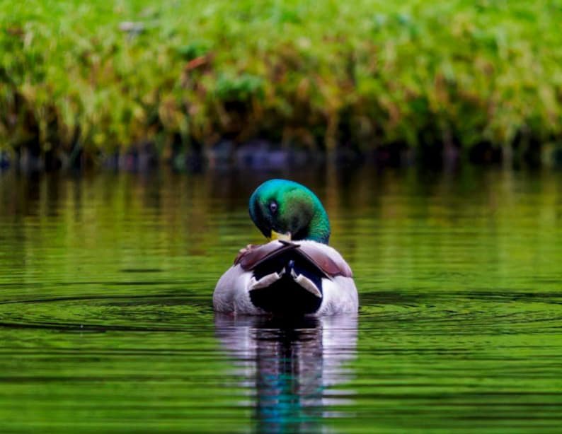 12 Month 2025 Wildlife Photography Calendar - Etsy