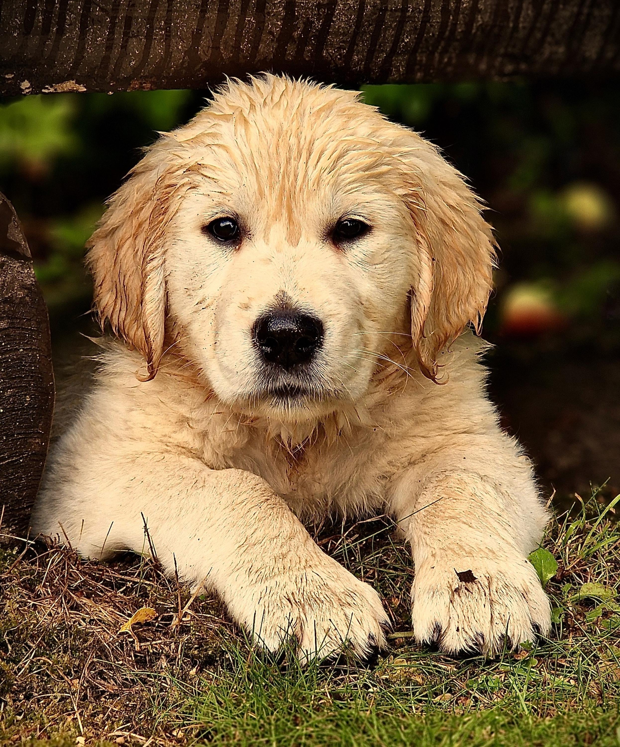 Golden Retriever Puppy Photo Print: Fabio Golden Dog - Etsy