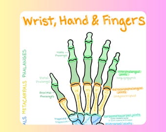 Dermatomes and Myotomes Reference Sheet: Hand-drawn Notes, Colorful ...