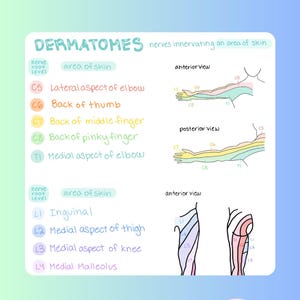 Dermatomes and Myotomes Reference Sheet: Hand-drawn Notes, Colorful ...